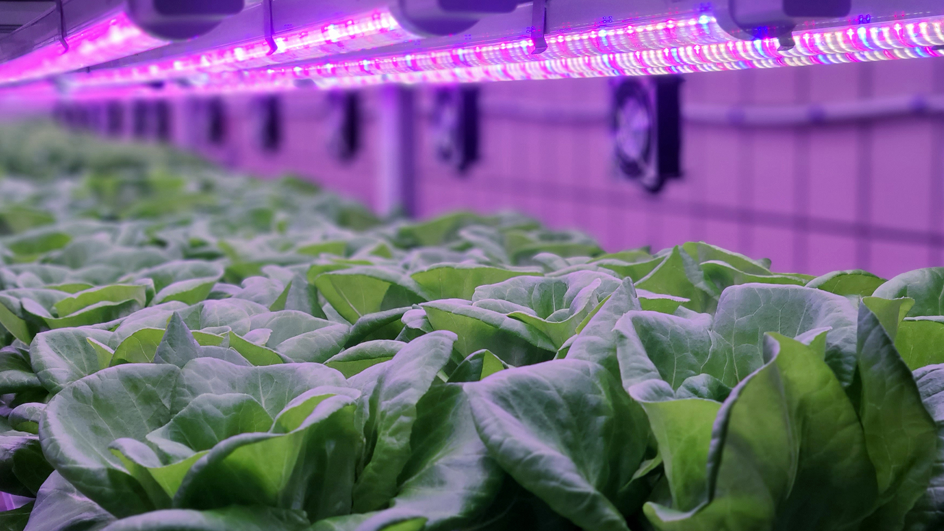 Introduction to Quick HVAC Tips for Vertical Farming Introduction to Quick HVAC Tips for Vertical Farming